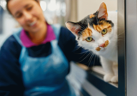 About Cats | Who are Cats Protection? | Cats Protection