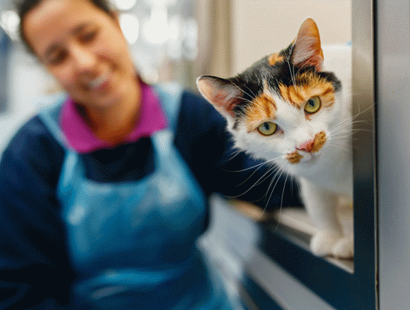 About Cats | Who are Cats Protection? | Cats Protection