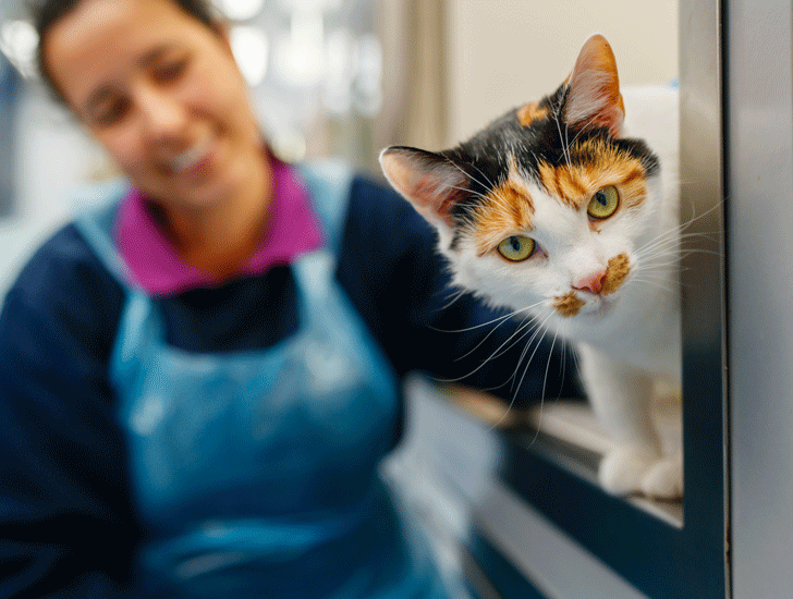 About Cats | Who are Cats Protection? | Cats Protection