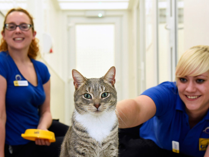 About CP | Who are Cats Protection? | Cats Protection